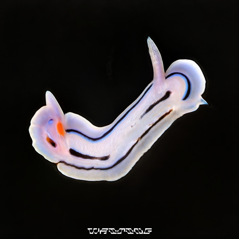 Sub Focus; Pola & Bryson; Kelli-Leigh, Waiting (VIP / Single) in High ...